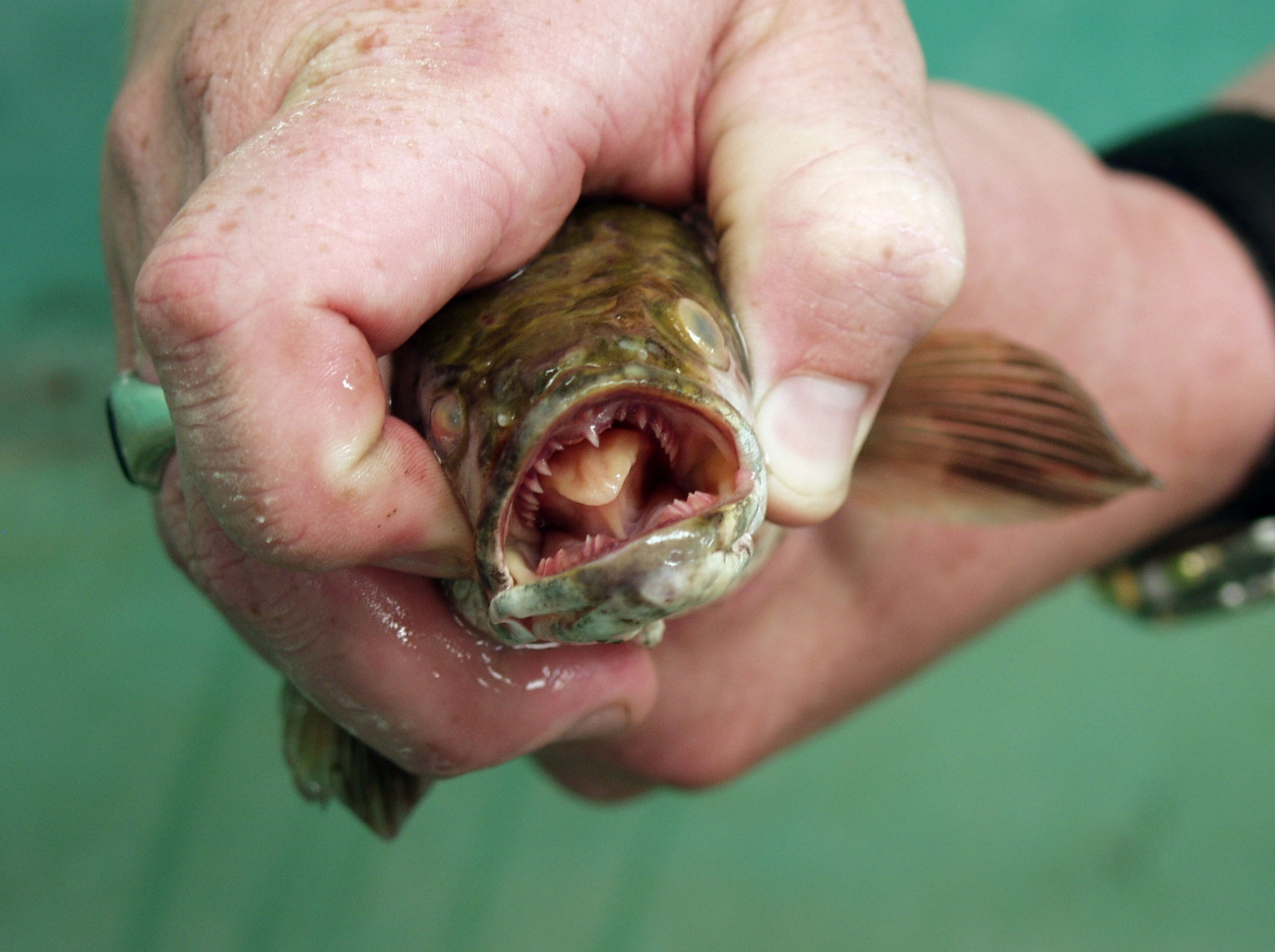 Invasive 'Frankenfish' caught in Long Island pond