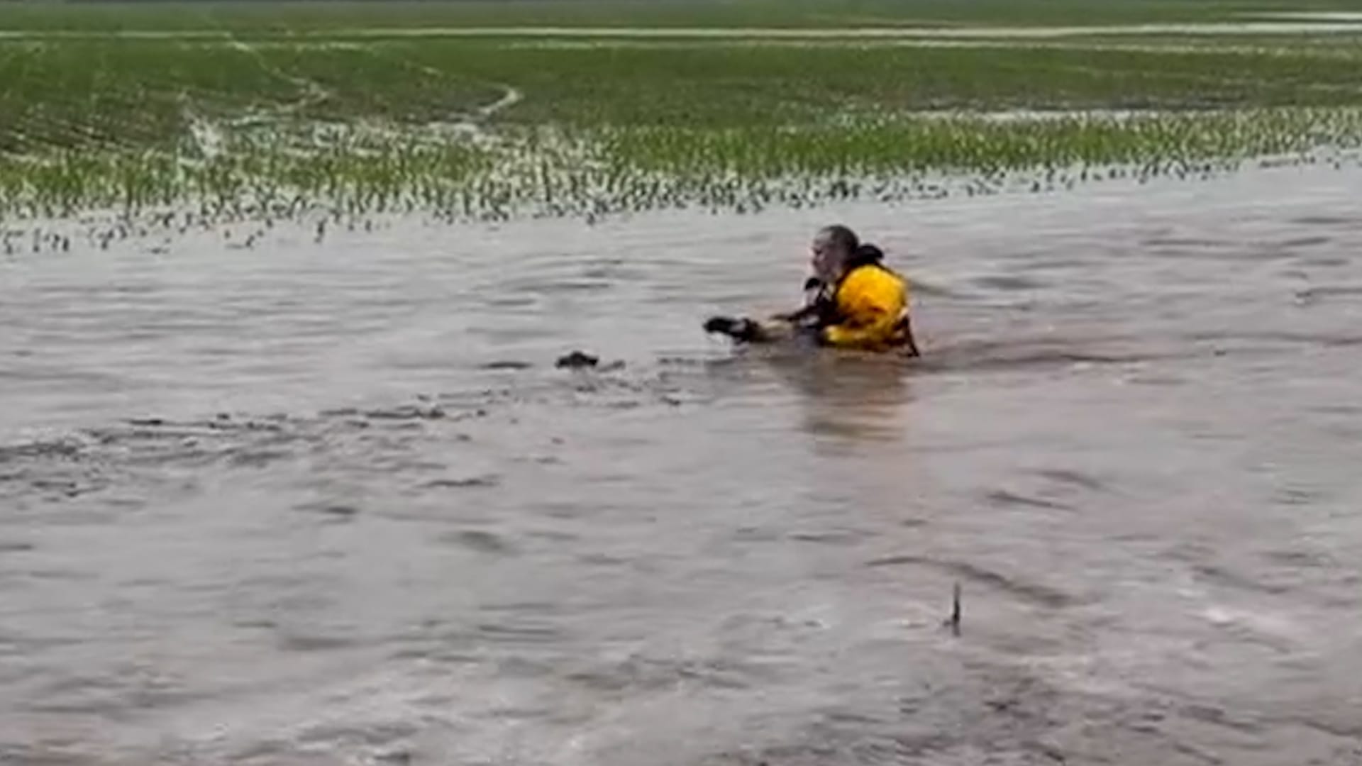 Baby deer rescued from flood by firefighters