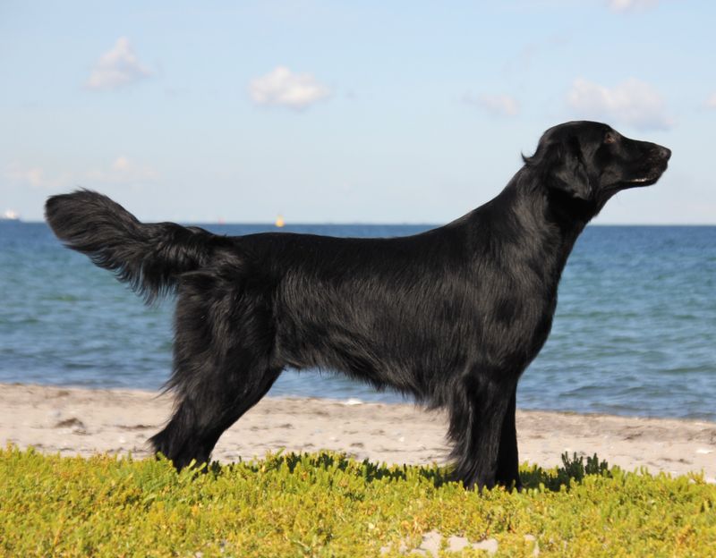 13 forever-young dog breeds owners say rarely slow down completely