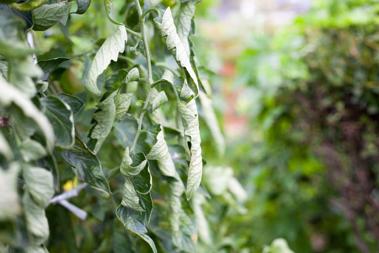 Why are my tomato leaves curling? Here’s what your plant is trying to ...