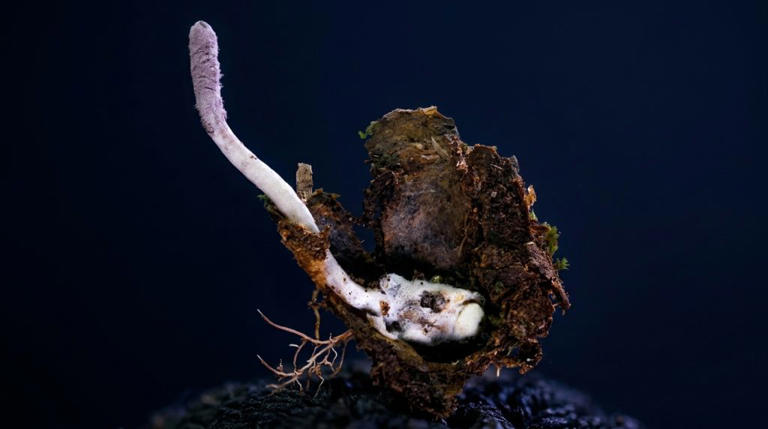 Scientists discovered a zombie fungus that turns spiders into the ...