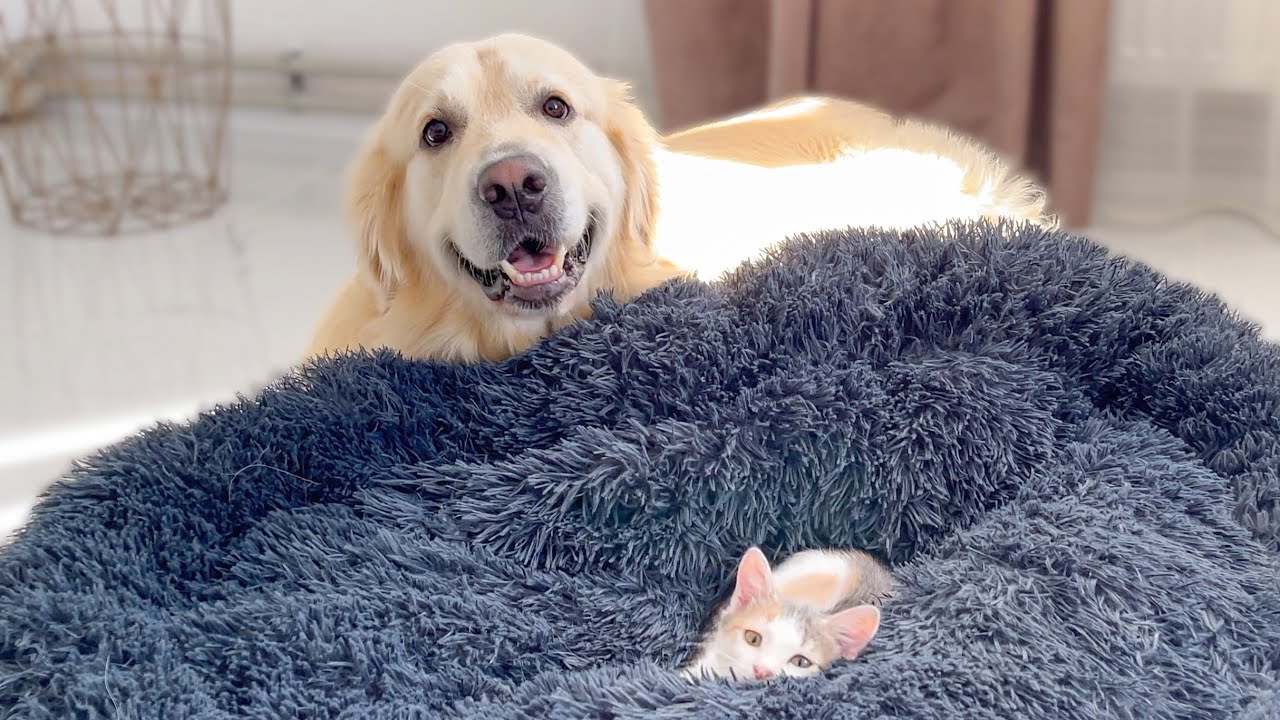 Tiny kitten takes over golden retriever’s bed