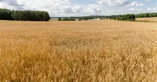 Na polach dzieje się coś niepokojącego. Zagrożonych jest już ponad 1500 ...
