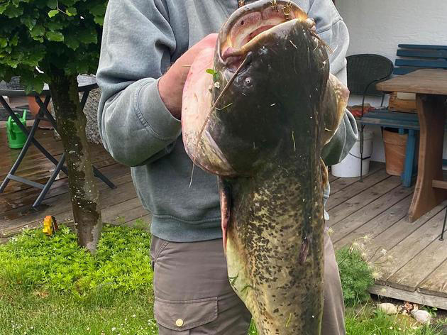 Der Fang seines Lebens: Auer Ex-Bürgermeister fischt 20-Kilo-Waller aus ...