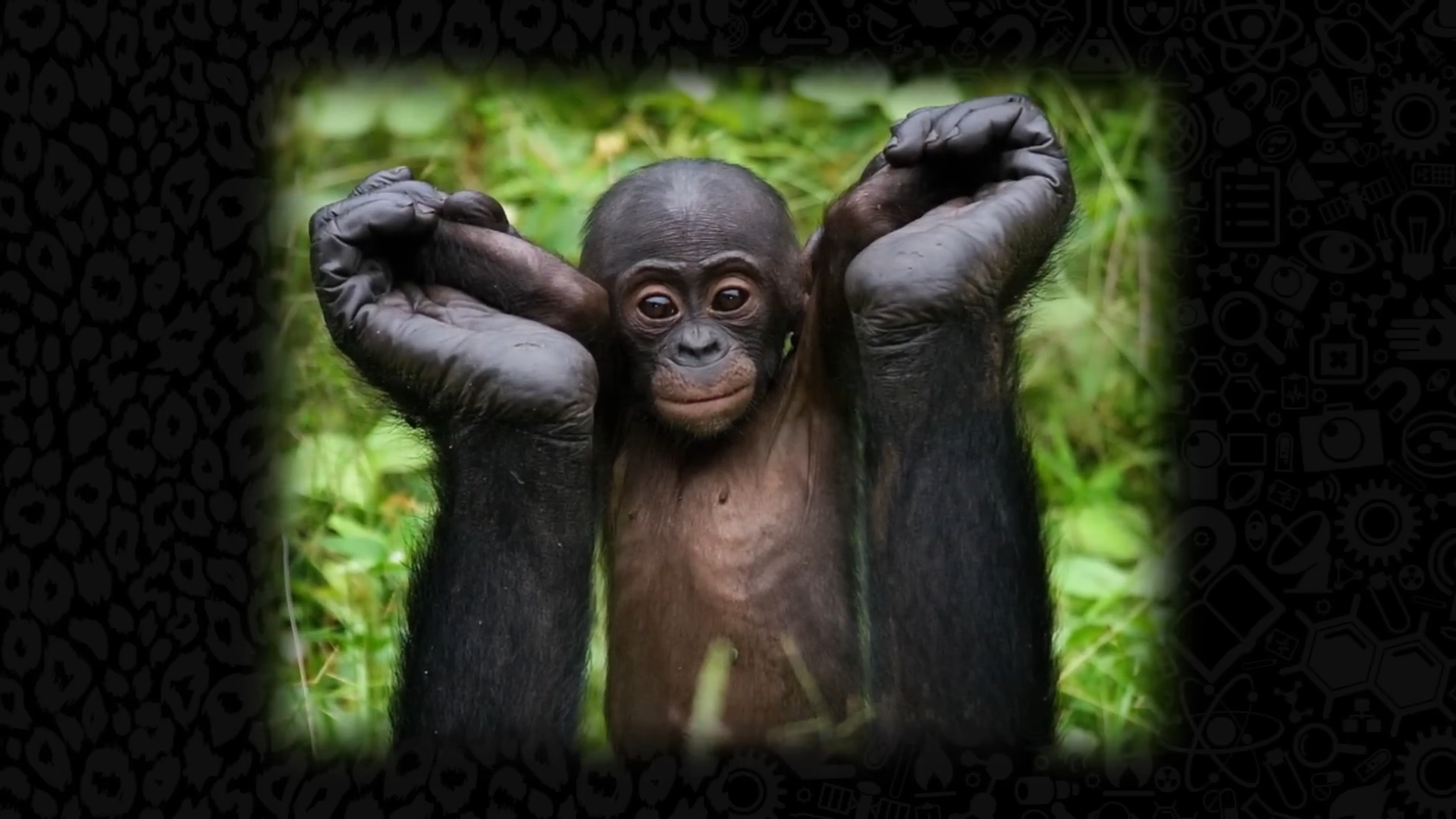 This animal can make fire, cook burgers, and play Pac-Man