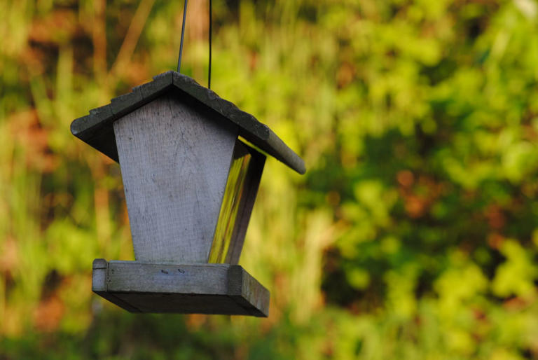 Should I take my bird feeder down in summer? What to know about feeding ...