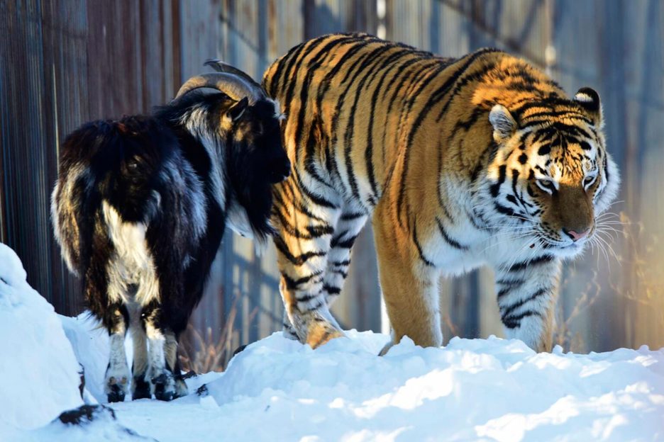 A tiger was supposed to eat this goat. Instead they became best friends