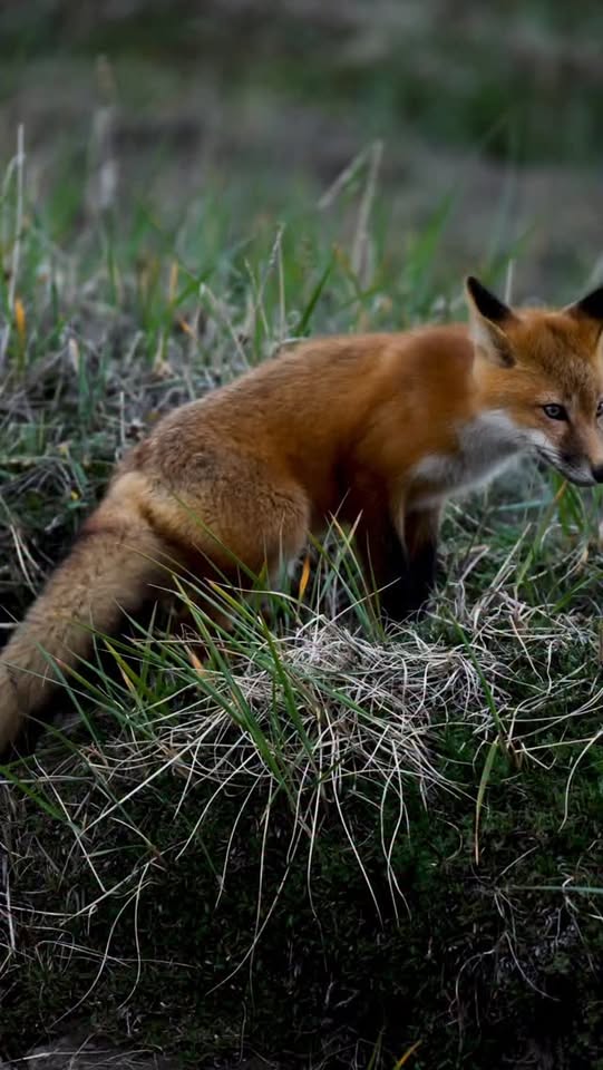 Playful Arctic red fox roaming the tundra