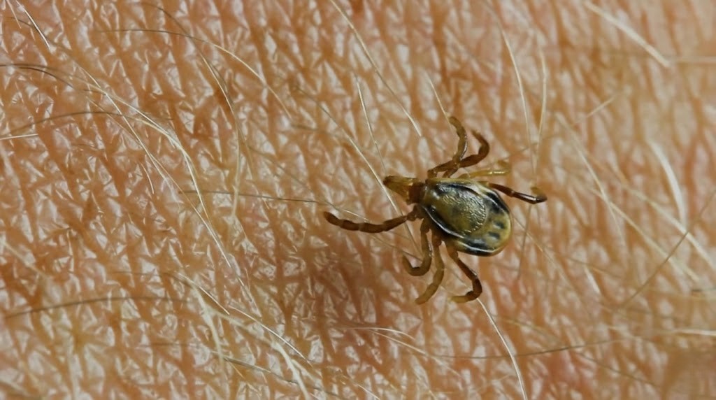 Warning: These blood-sucking monsters carry diseases that can destroy ...