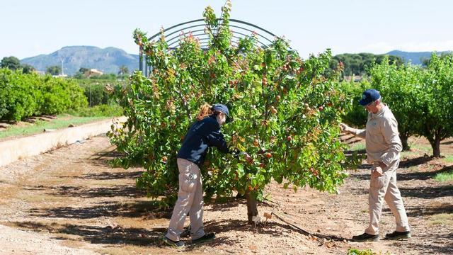 La fruta de hueso, aliada saludable del verano por su riqueza nutricional