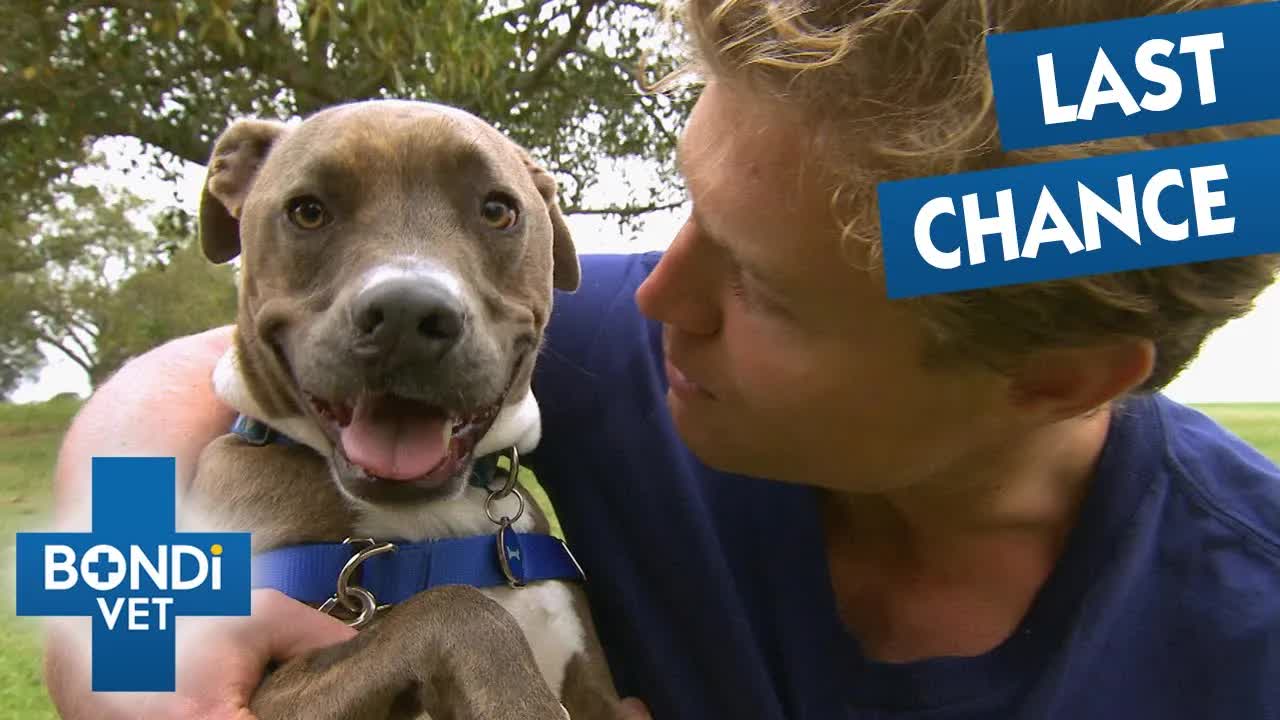From despair to joy: The dog everyone gave up on - until one caring ...