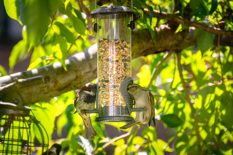 Should I take my bird feeder down in summer? What to know about feeding ...