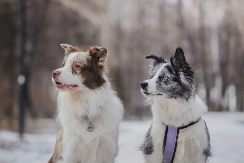 11 genius-level dog breeds that learn faster than many owners can keep ...