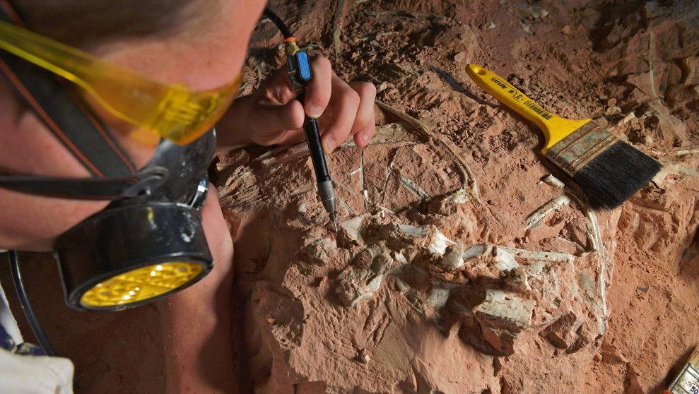 212-million-year-old bipedal croc relative shocks scientists