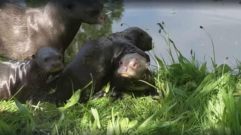 Rare otter pups go for first swim amid heatwave in England