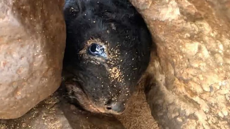 The fear in this tiny seal’s eyes while trapped between rocks is ...