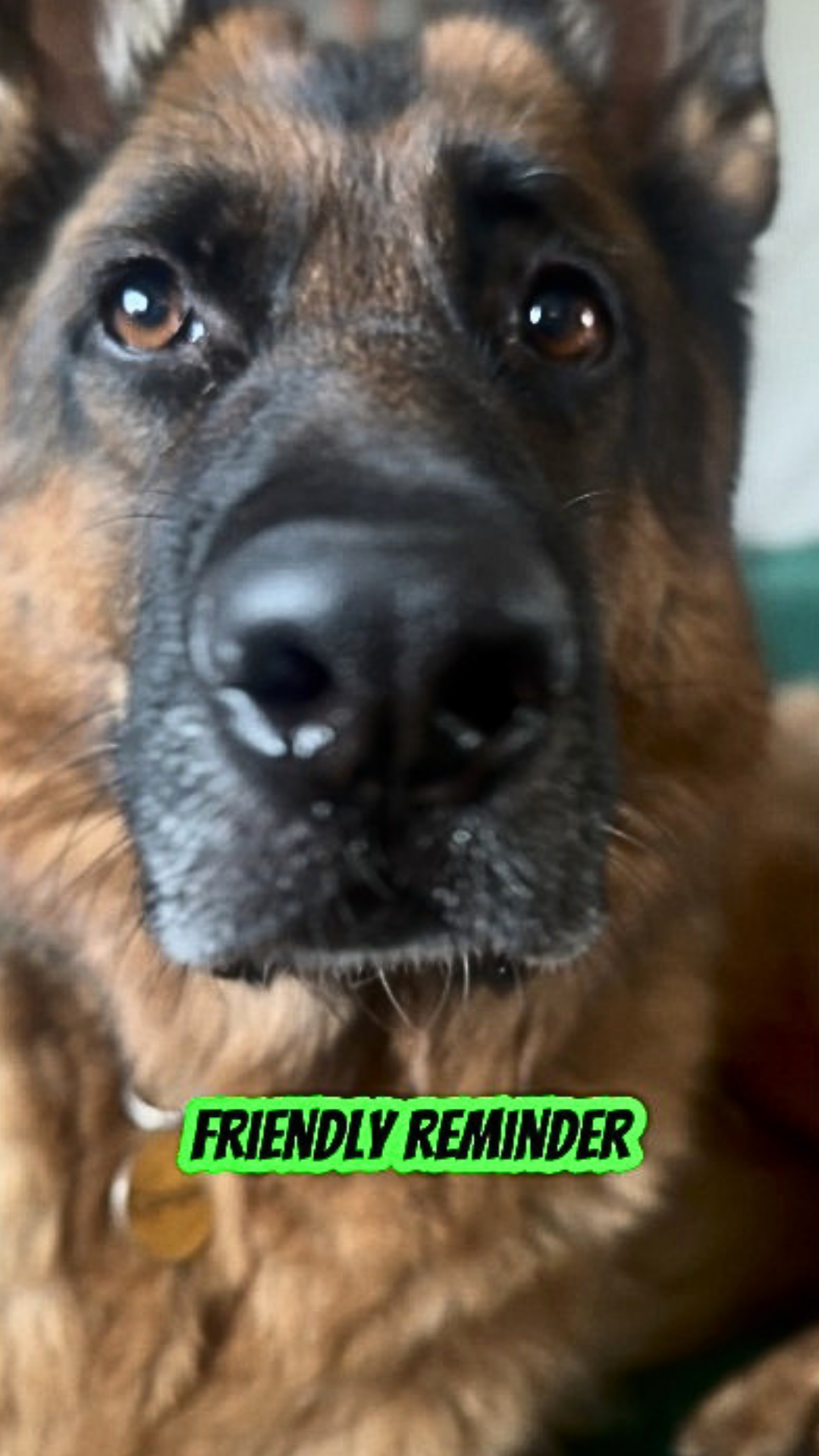 Cooper the German Shepherd heat safety reminder