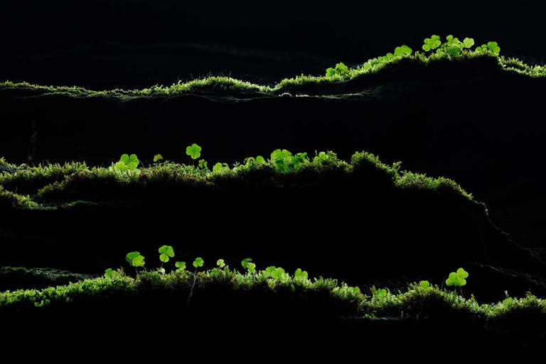 Las impactantes imágenes del GDT Nature Photographer of the Year 2026