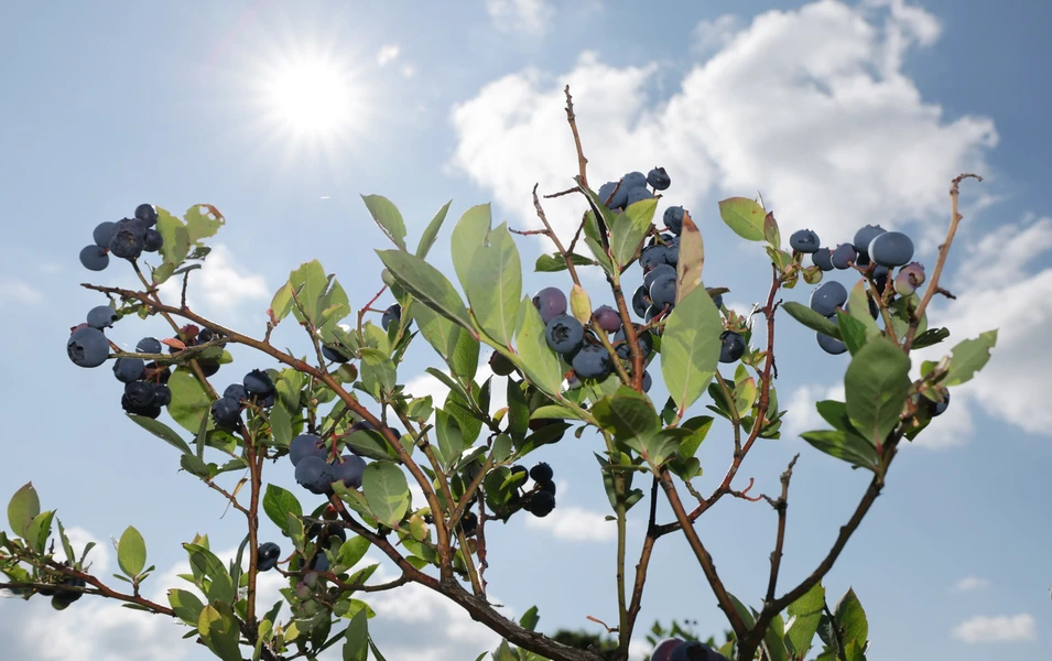 Blueberry cocktails to sweeten your summer nights