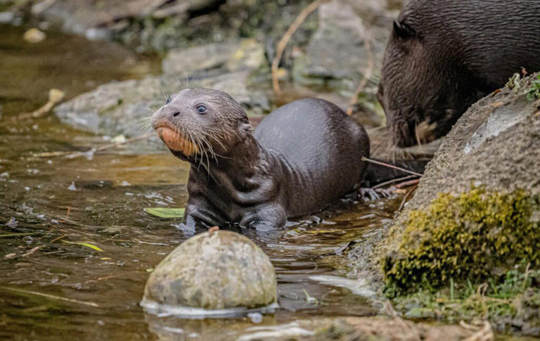 Baby otter triplets take first swimming lesson after leaving den