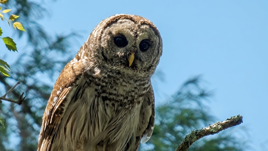 Ce hibou de 1,5 mètre a volé sa casquette - puis il l’a attaqué dans la ...