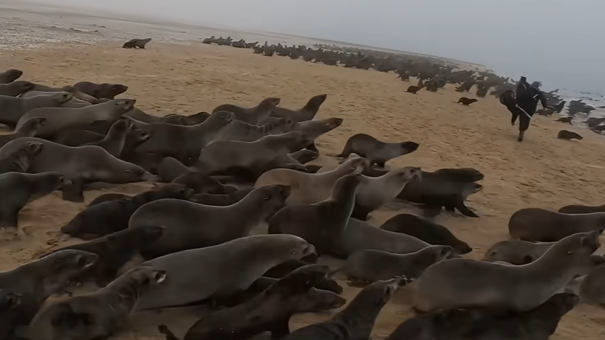 What was hidden beneath this entangled seal’s skin left rescuers horrified