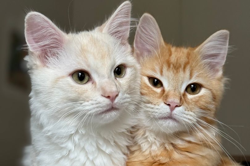 Edinburgh woman adopts kittens found neglected in sheds and chicken coops
