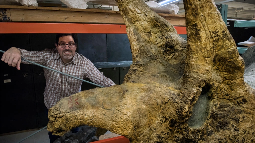 Kansas boy unearths 80-million-year-old marine fossil
