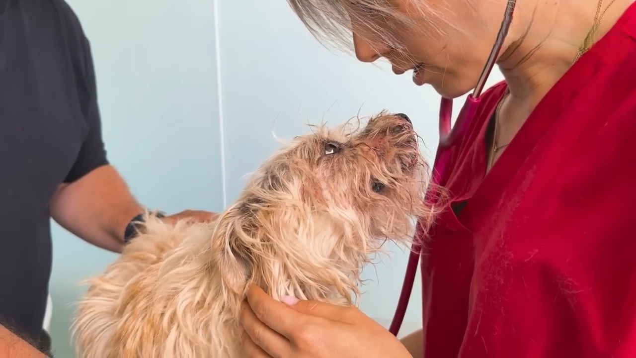 Watch how a dog attacked by 2 larger dogs transforms in 7 days
