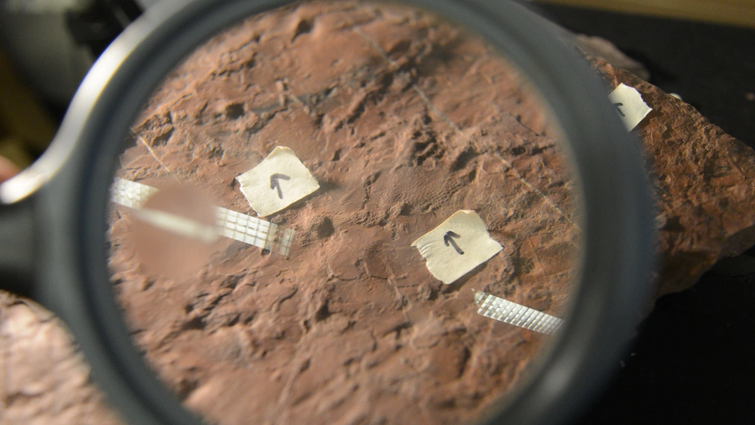 Bizarre bipedal 'witch croc' fossil named in New Mexico