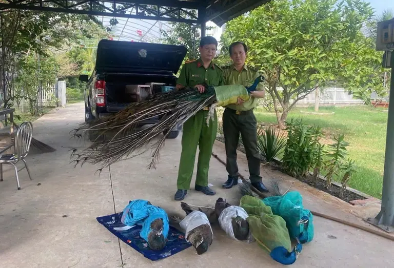 Nuôi làm cảnh suốt nhiều năm, người dân tự nguyện giao nộp 9 chim công ...
