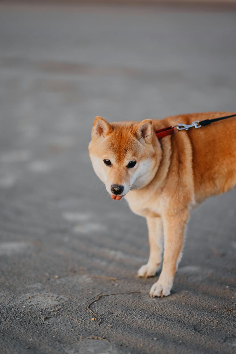 10 reserved dog breeds that appreciate calm and personal space
