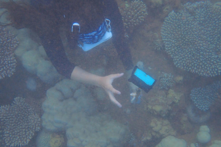 Mayotte : sur la piste des dugongs, mammifères mythiques en danger d ...