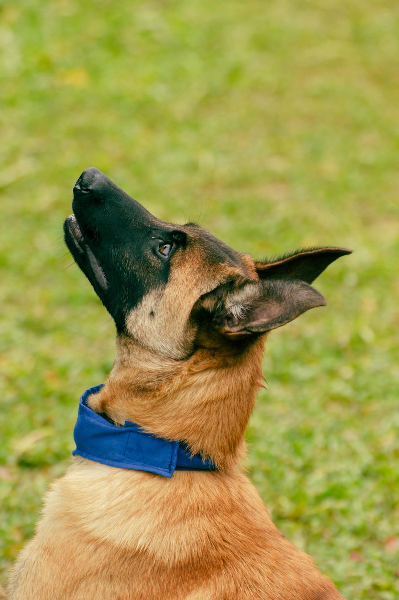 11 genius-level dog breeds that learn faster than many owners can keep ...