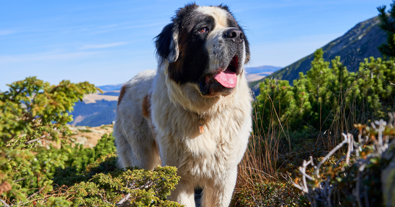 Senior Saint Bernard riding in dad's motorbike sidecar is melting hearts