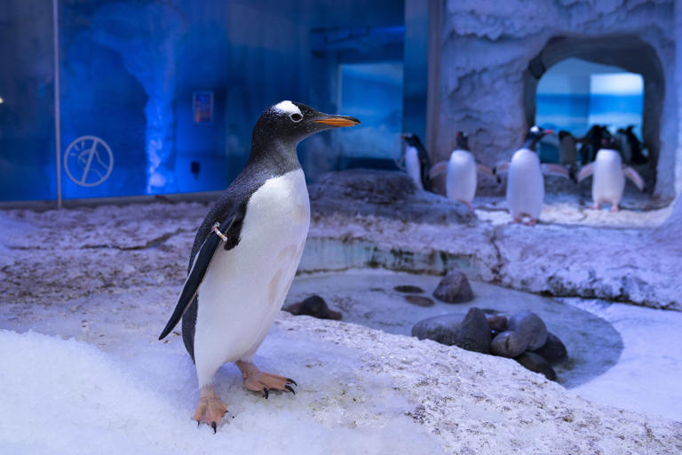 London Aquarium to phase out gentoo penguins