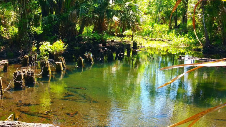 Florida's scenic state forest near Orlando is a peaceful escape with ...