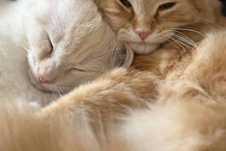 Edinburgh woman adopts kittens found neglected in sheds and chicken coops