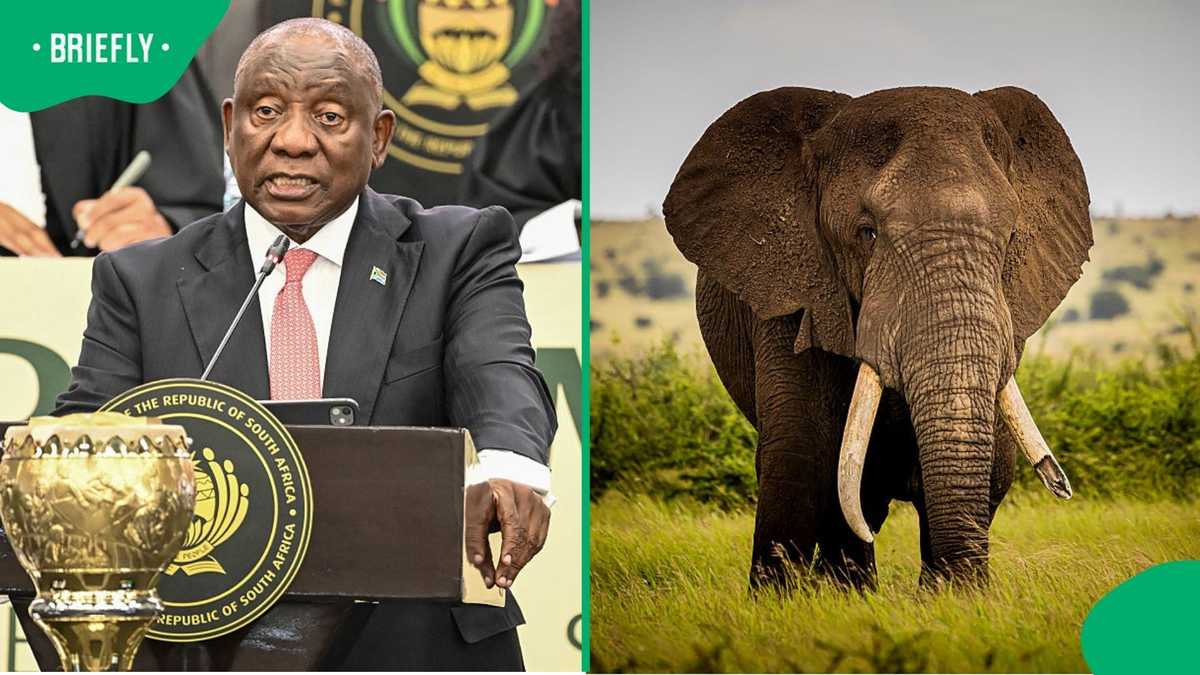 PETA investigates Cyril Ramaphosa’s suspected role in trophy hunting ...