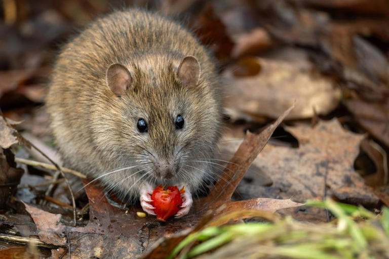 Rats won't come into your garden if you leave 22p item outside this summer