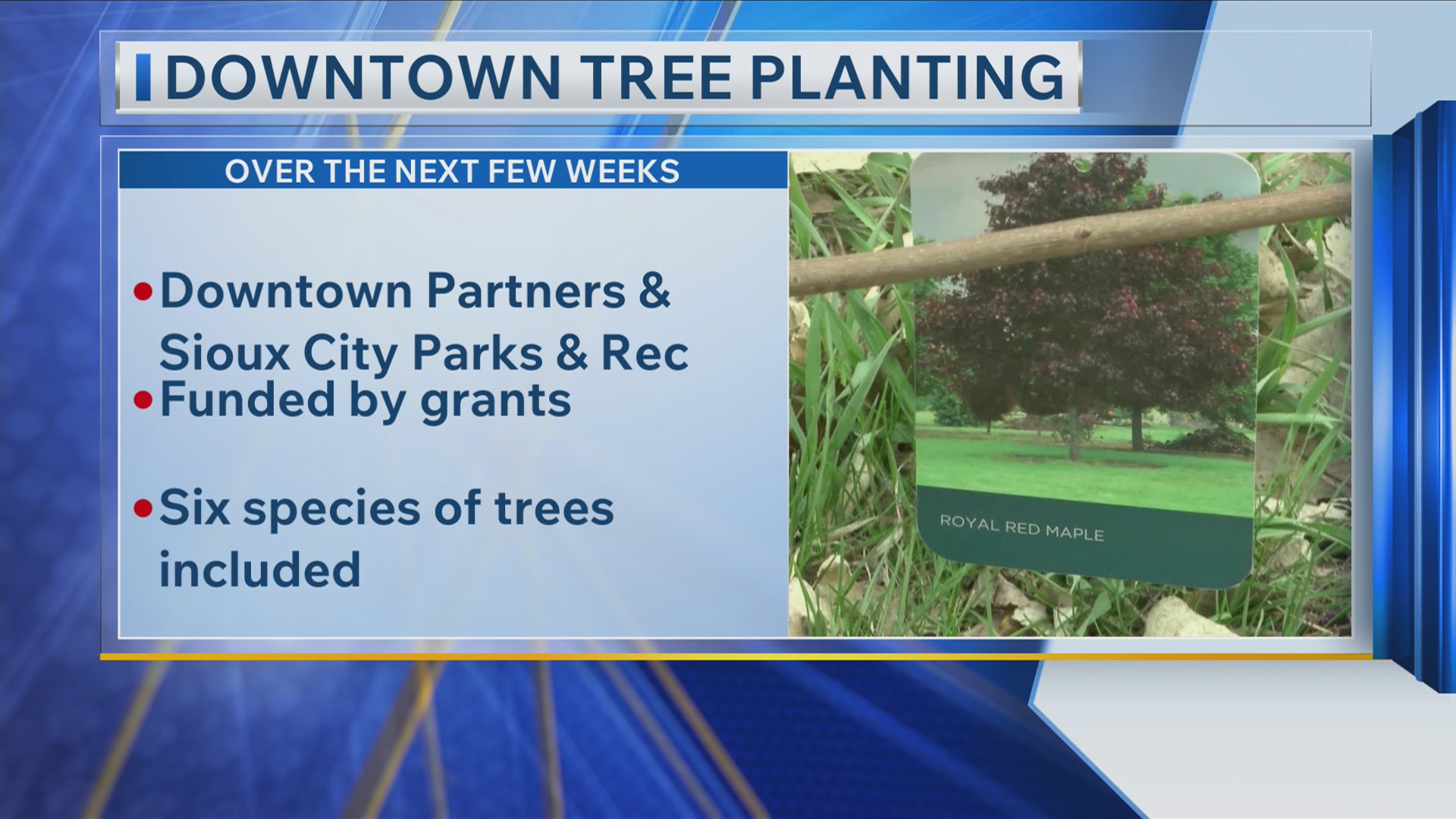 Downtown tree planting