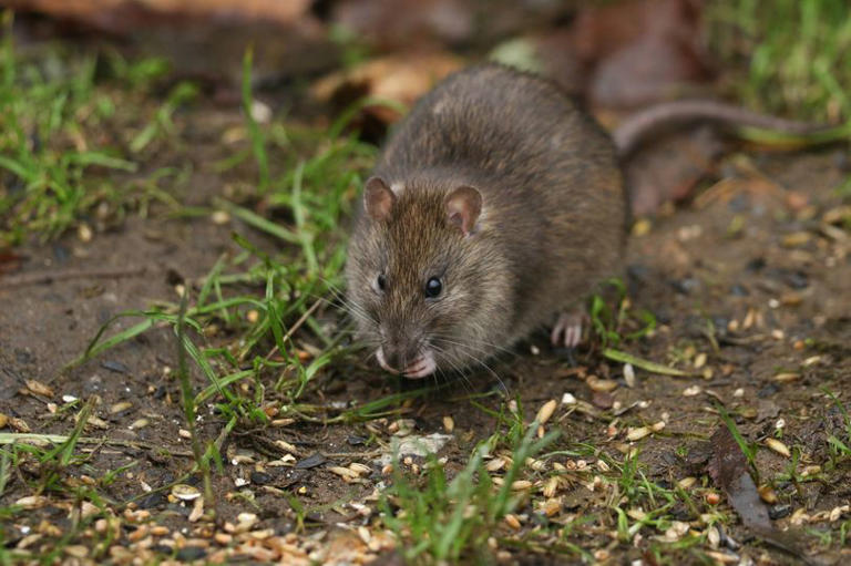 Rats won't come into your garden if you put common 22p item outside