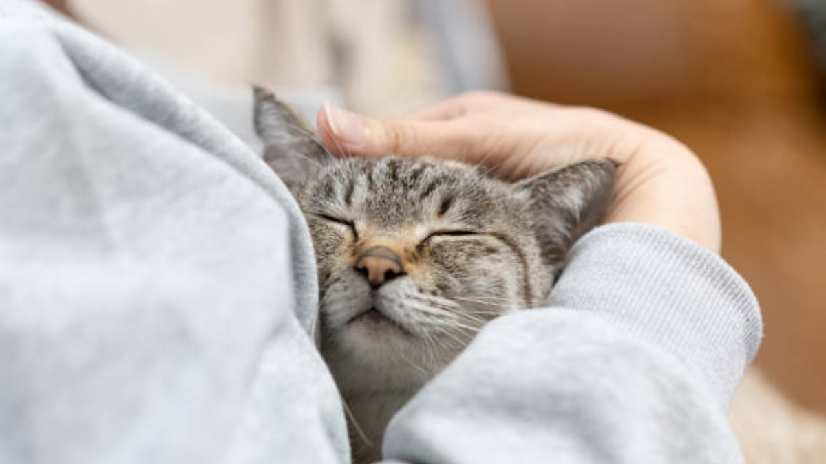 How to prepare your cat for a visit to the vet, according to VCA Animal ...