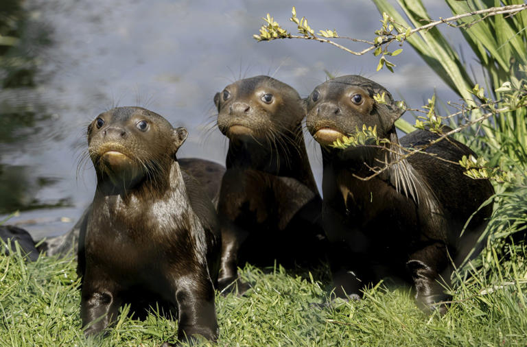 Baby otter triplets take first swimming lesson after leaving den