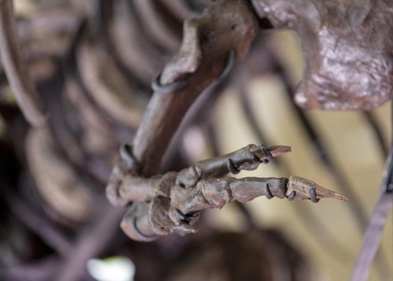Here's how Tyrannosaurus ended up with a big head and small arms