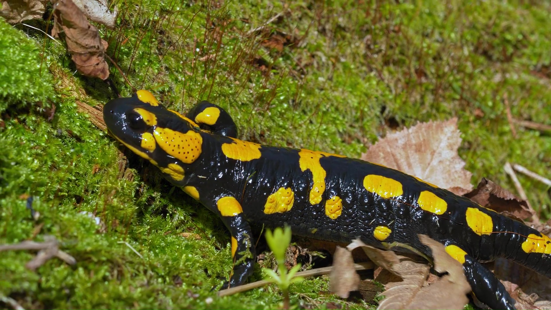 Rare fire salamander showing its bright toxic skin colors