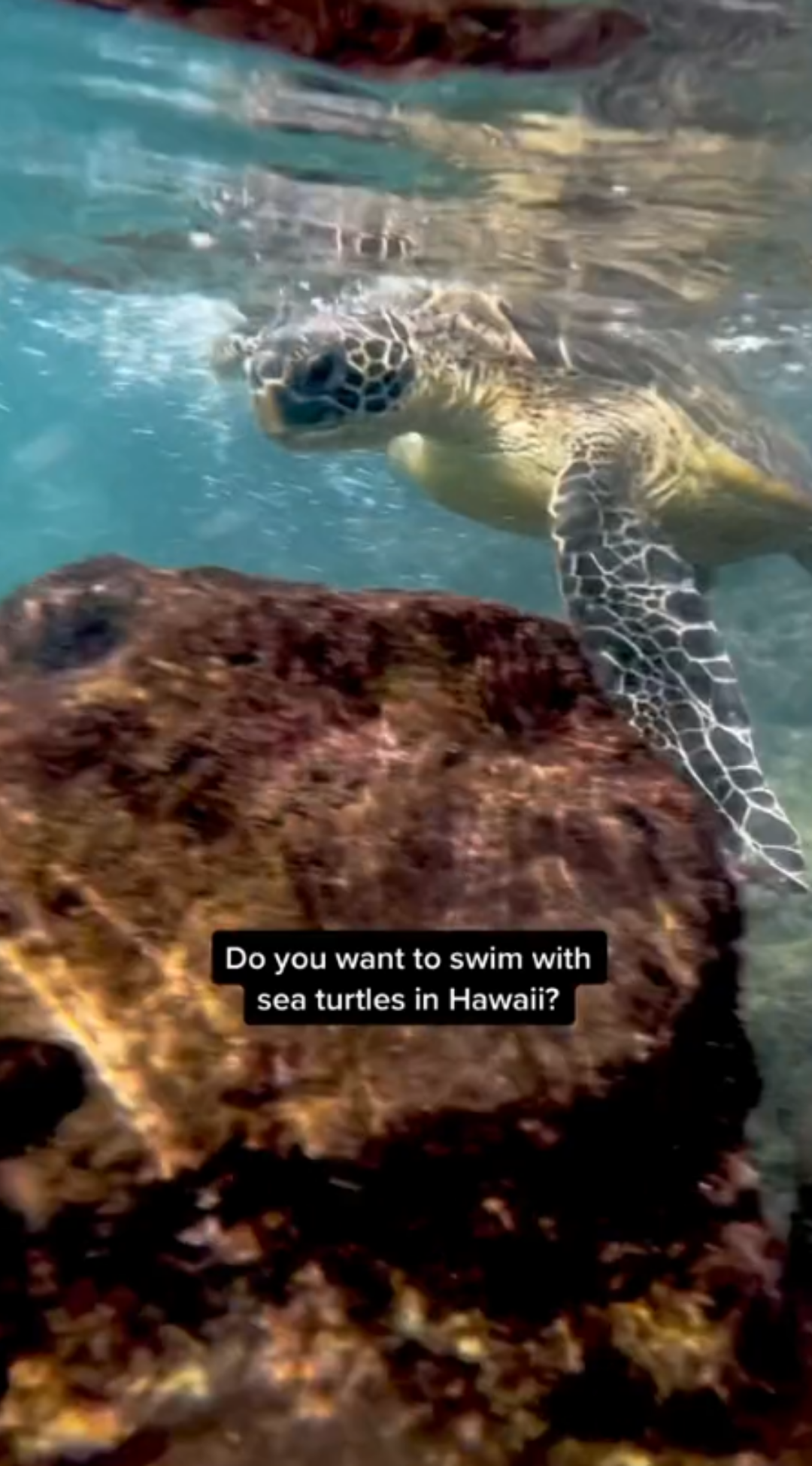 How to experience sea turtles up close in Maui