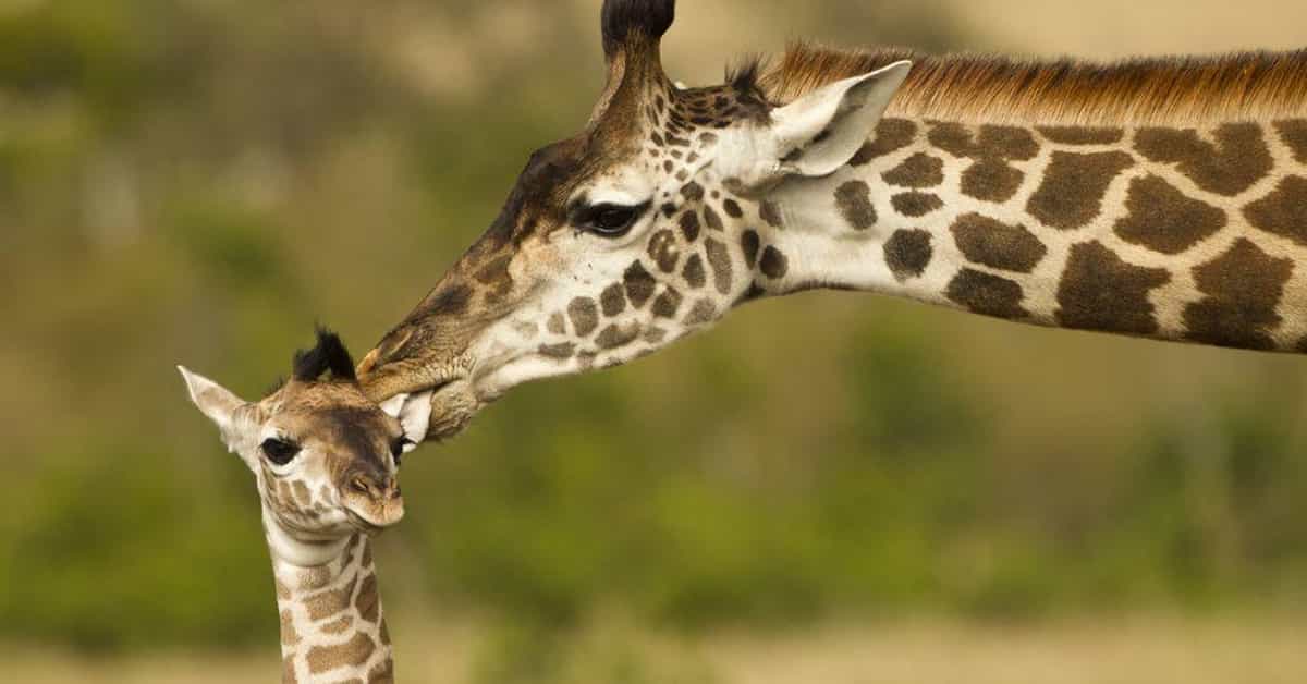 The most adorable animal parents