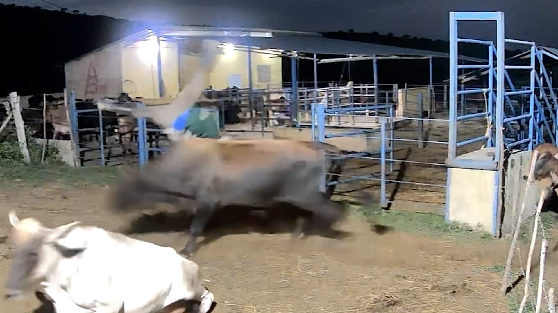 Raging bull launches farm worker into the air - before he narrowly escapes