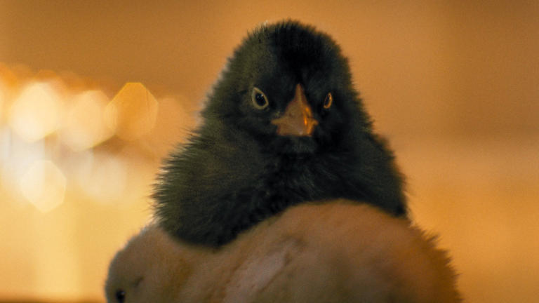 Hen – storia di una gallina: vita, piume e libertà